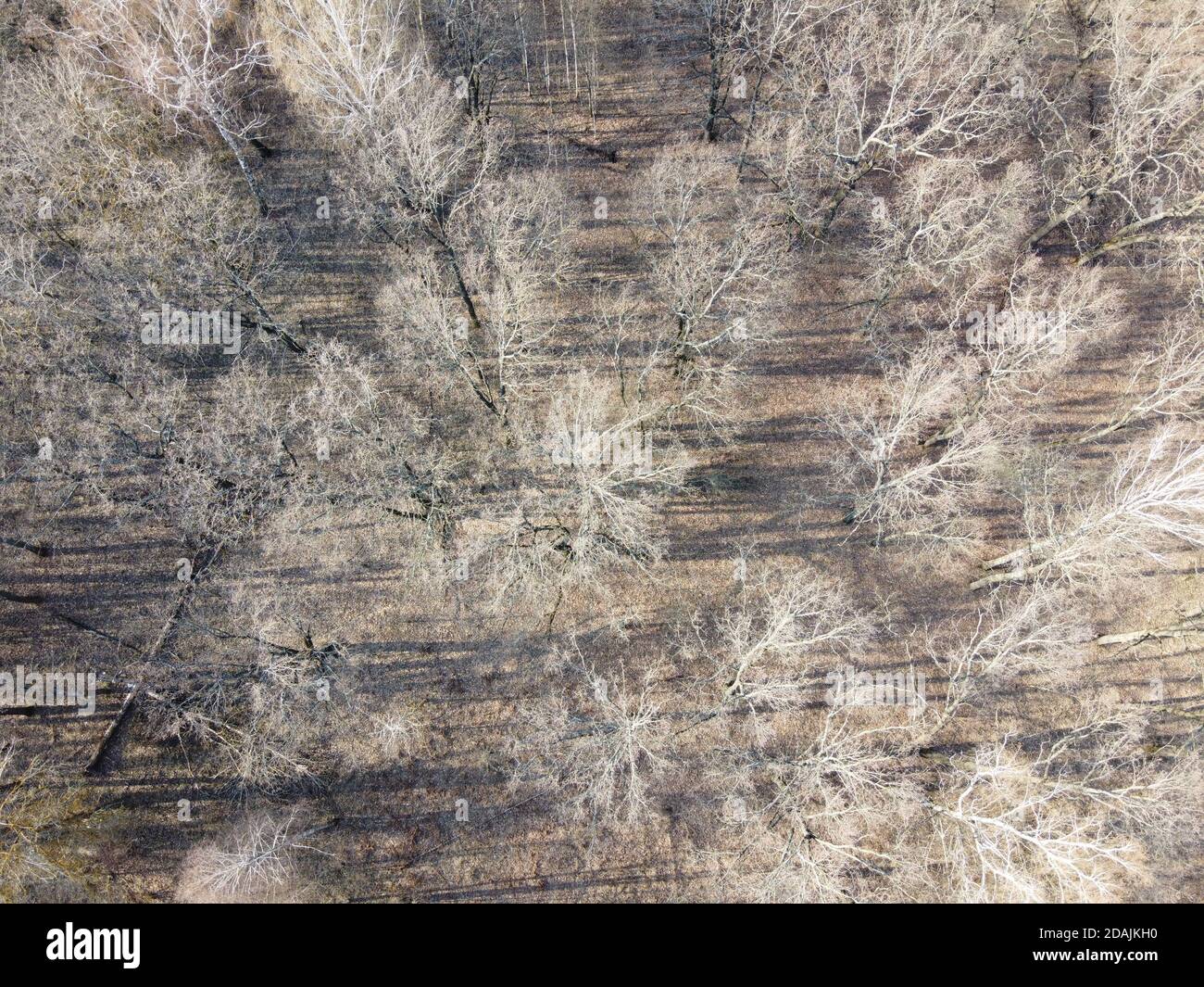 Leafless tree view hi-res stock photography and images - Alamy