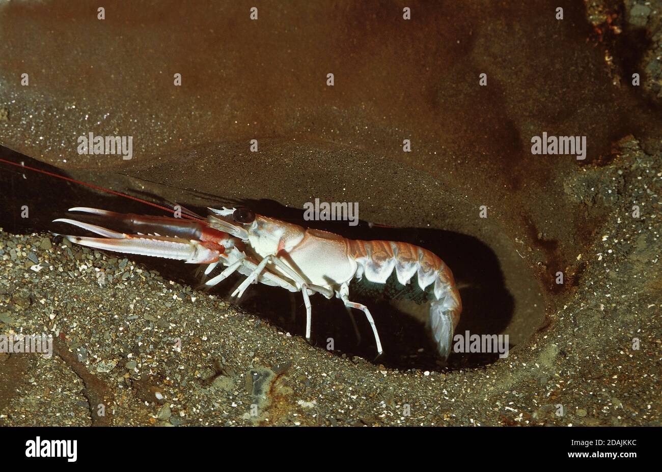 Nephrops norvegicus underwater hi-res stock photography and images - Alamy