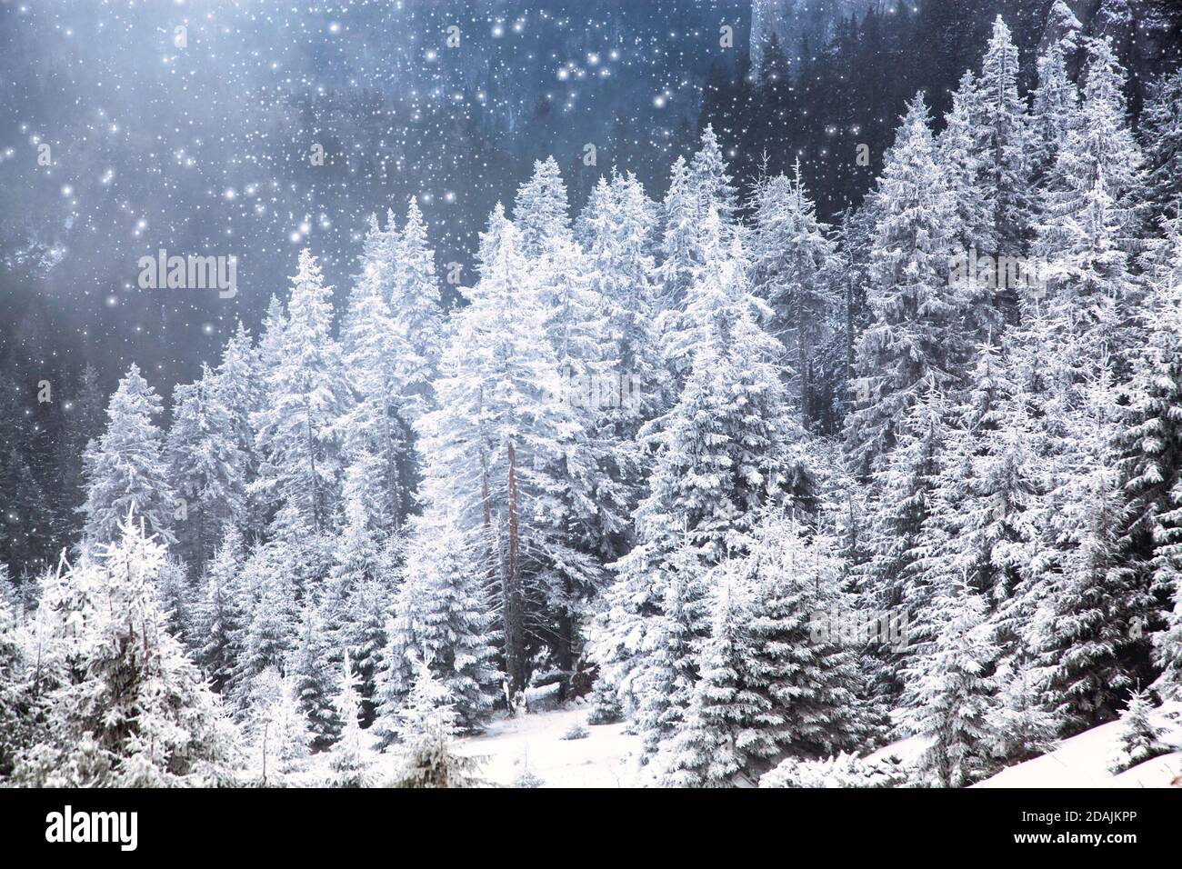 snow covered pine trees amazing winter background Stock Photo - Alamy