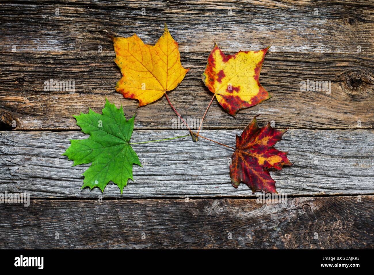 Four autumn maple leaves hi-res stock photography and images - Alamy