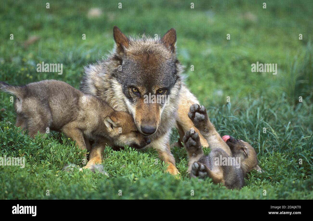 EUROPEAN WOLF canis lupus, FEMALE PLAYING WITH PUP Stock Photo - Alamy