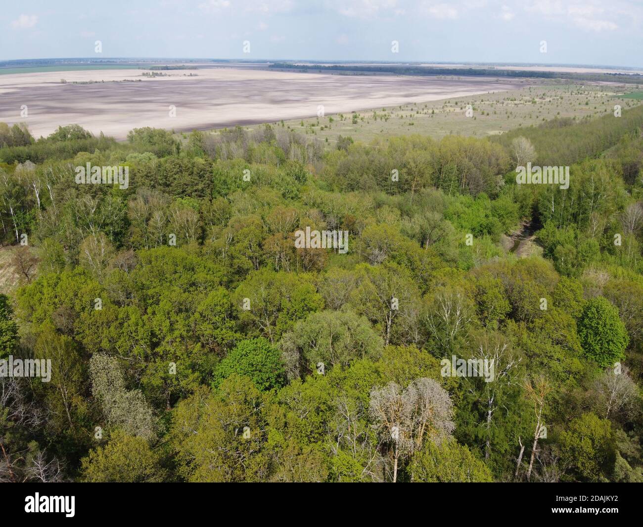 Eastern european forest hi-res stock photography and images - Alamy