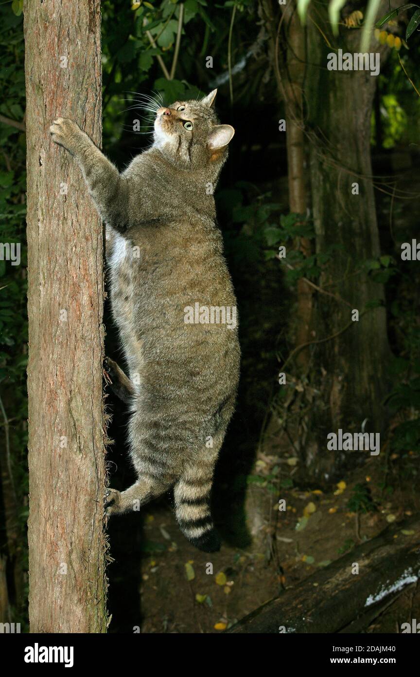 EUROPEAN WILDCAT felis silvestris, ADULT CLIMBING TREE TRUNK Stock ...