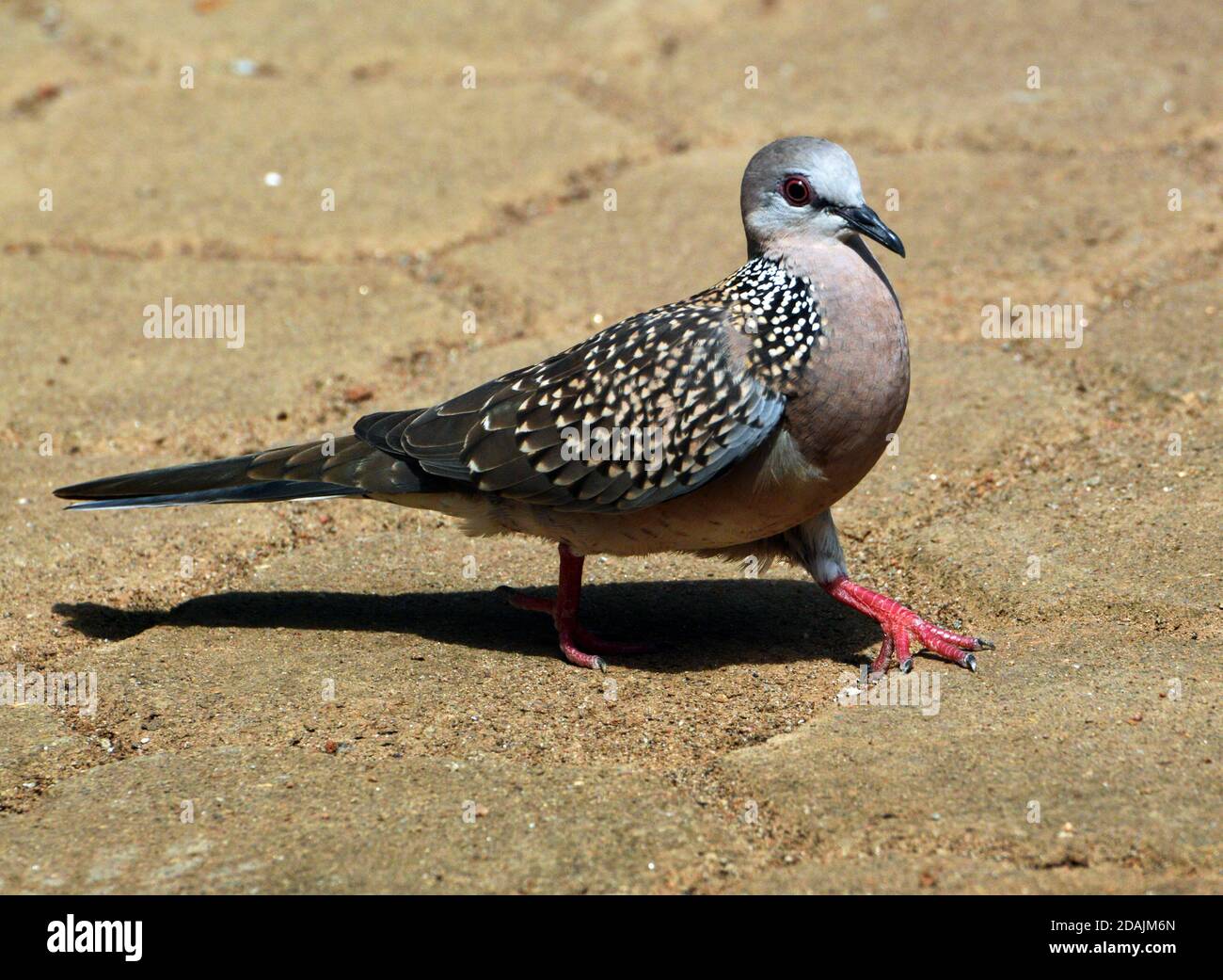 Indian spotted dove Stock Photo - Alamy