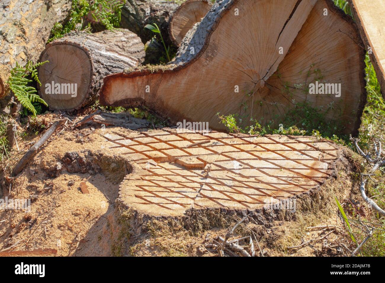 Cross hatching hi-res stock photography and images - Alamy