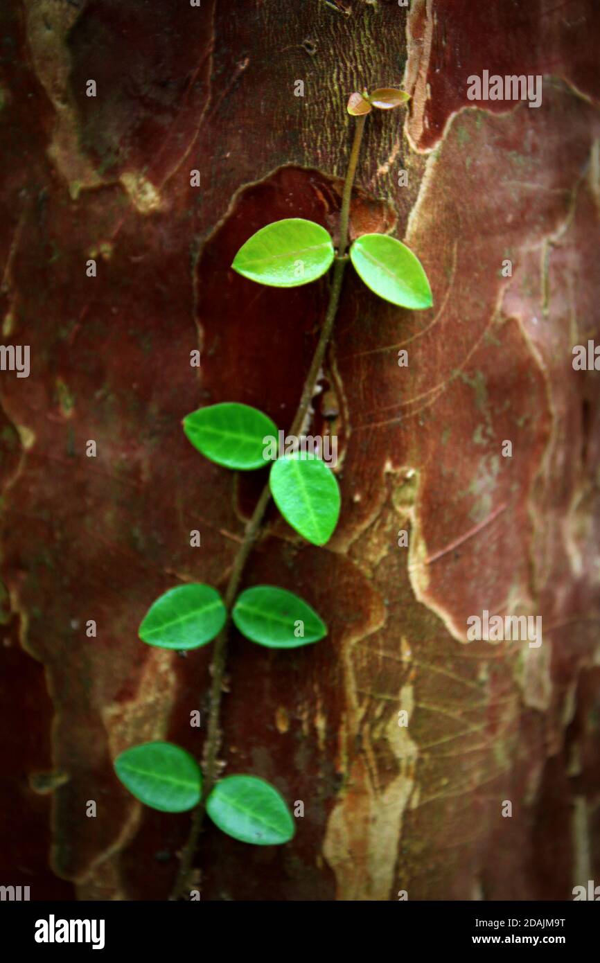 Madrone tree hi-res stock photography and images - Alamy