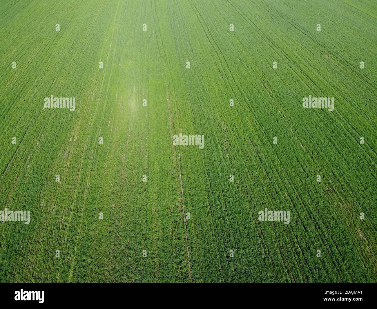 Green agricultural field, aerial view. Farmland landscape. Background ...