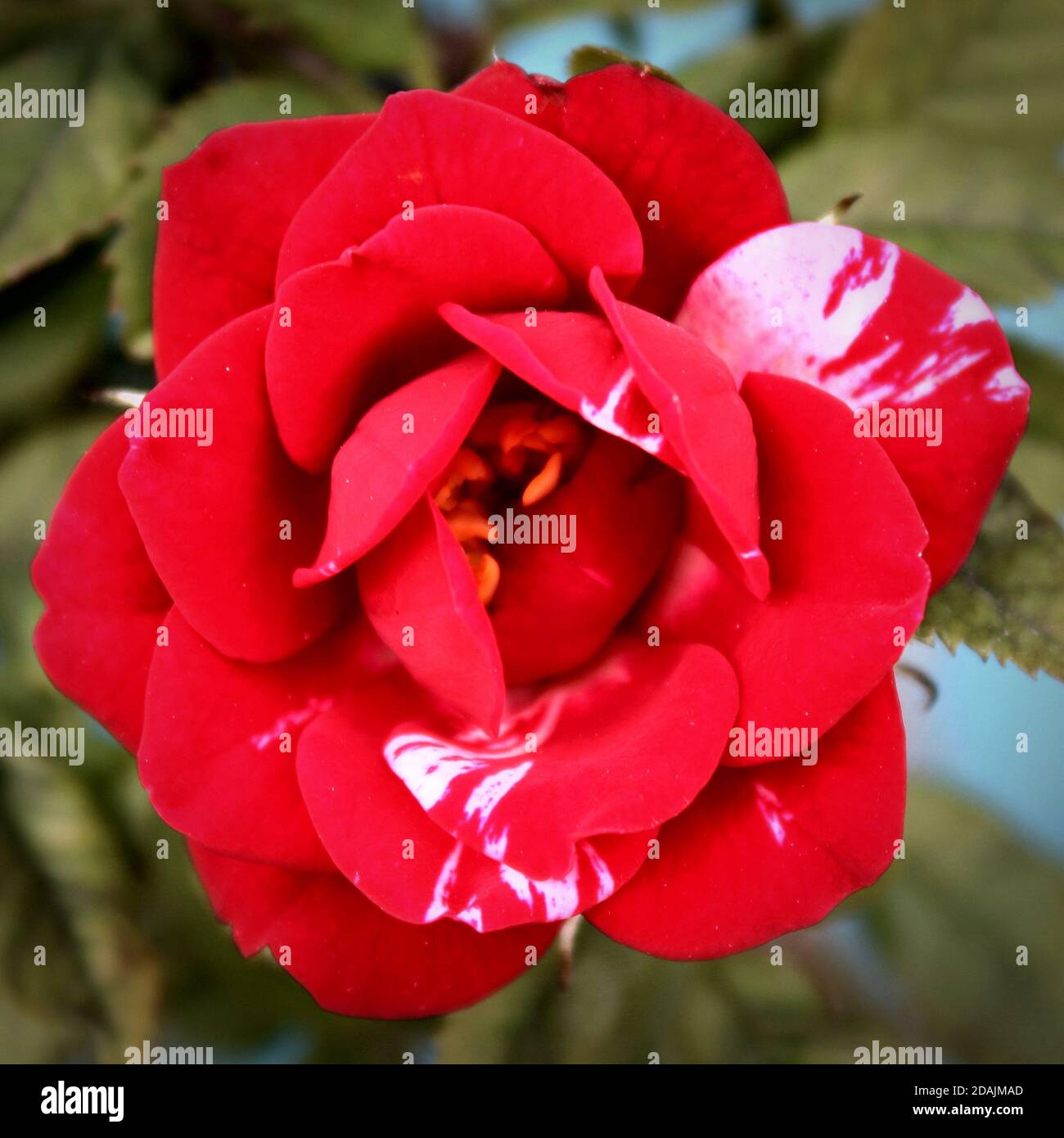 White streaks hi-res stock photography and images - Alamy