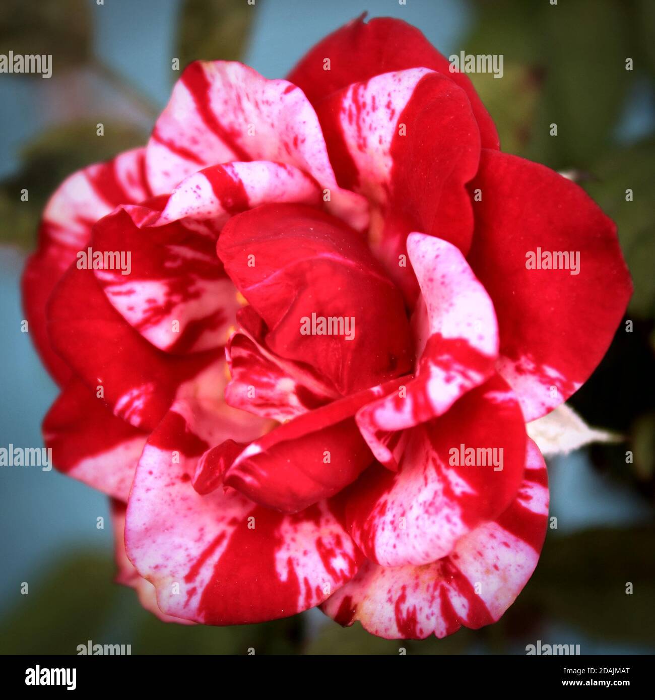 The small red rose is covered with white streaks Stock Photo - Alamy