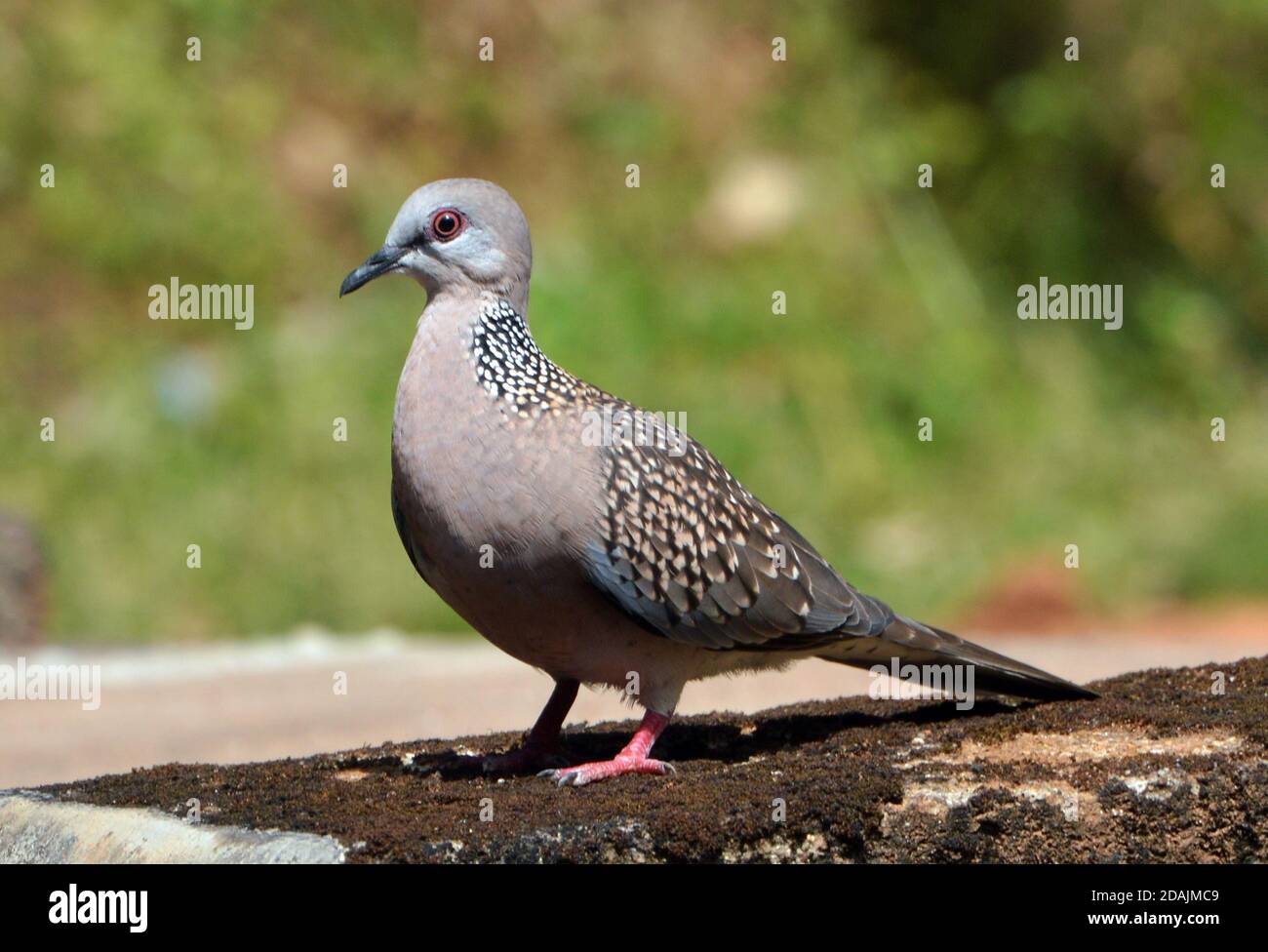 Indian Birds Photography And Details Indian Spotted