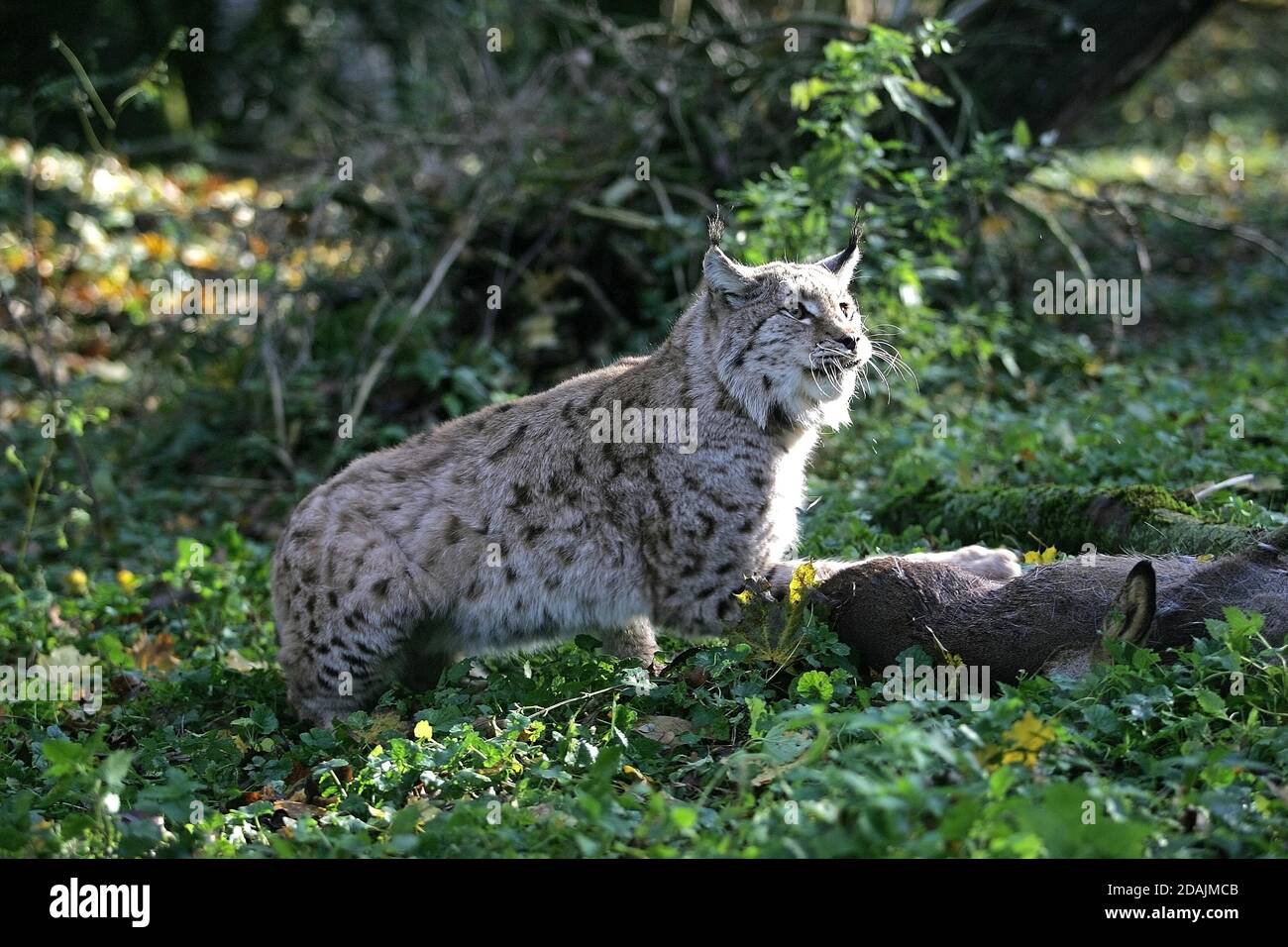 EUROPEAN LYNX felis lynx, ADULT WITH ROE DEER KILL Stock Photo - Alamy