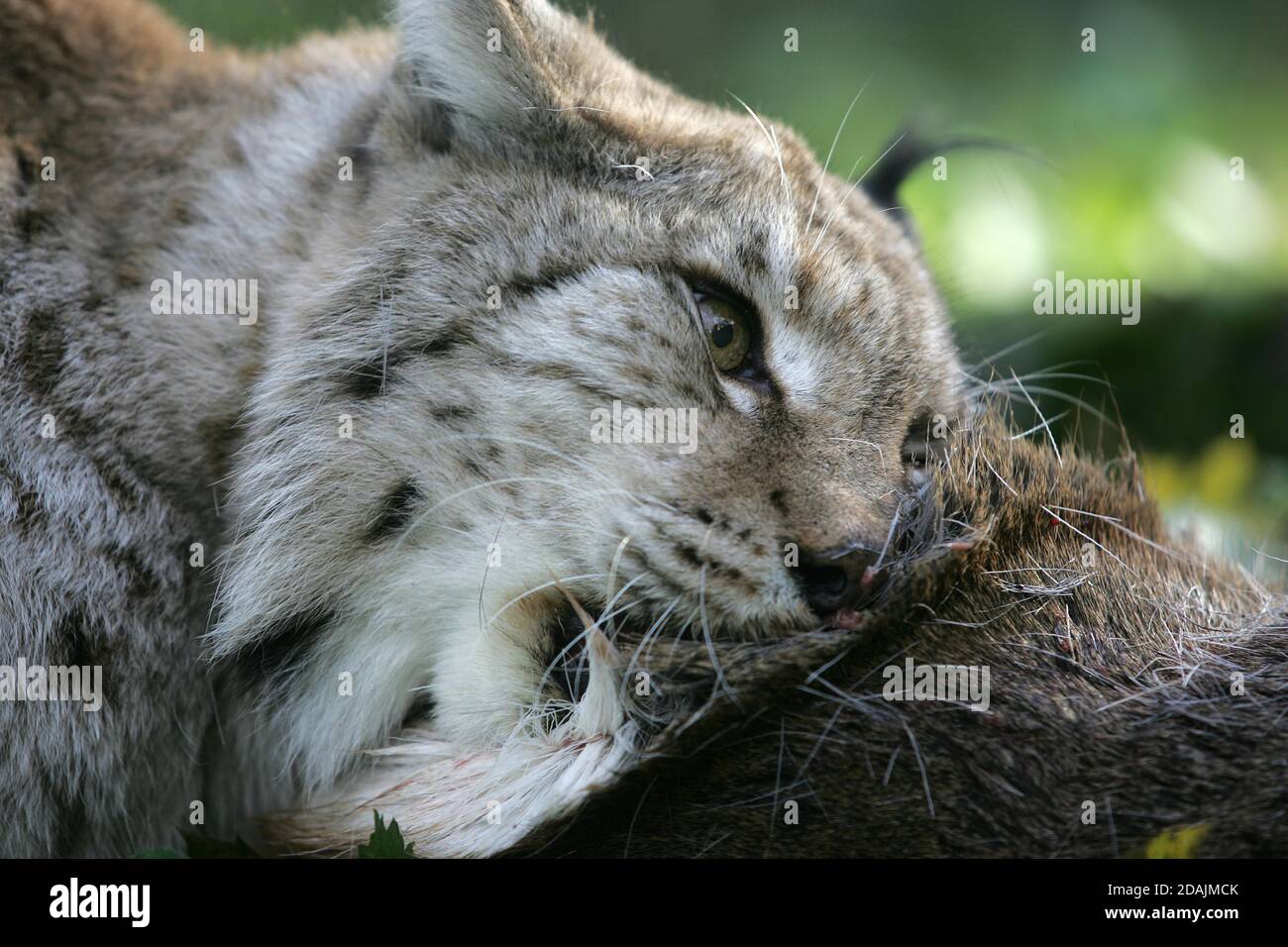 EUROPEAN LYNX felis lynx, ADULT EATING ON ROE DEER KILL Stock Photo - Alamy