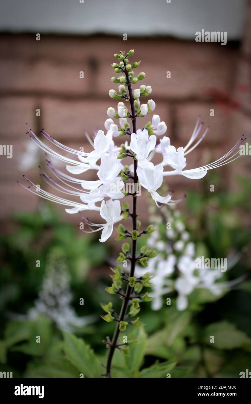 This fancy white flower seems to soar like a little firework within its ...