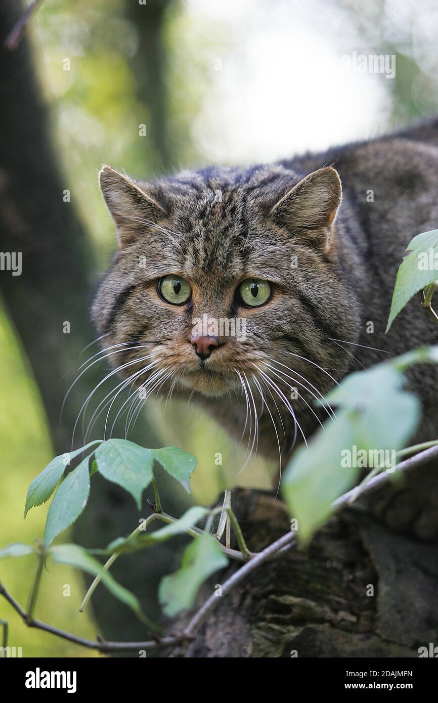 EUROPEAN WILDCAT felis silvestris, PORTRAIT OF ADULT Stock Photo - Alamy