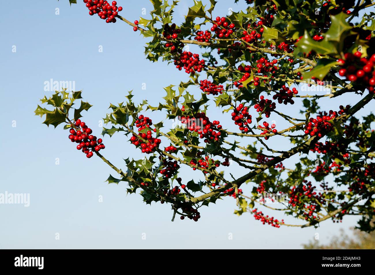 EUROPEAN HOLLY ilex aquifolium WITH RED BERRIES, NORMANDY IN FRANCE ...