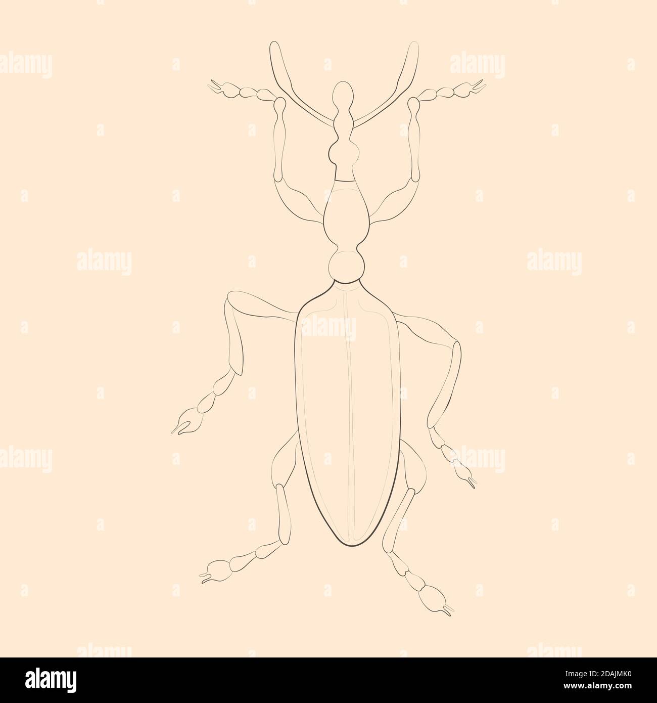 Coleoptera concept Stock Vector Images - Alamy