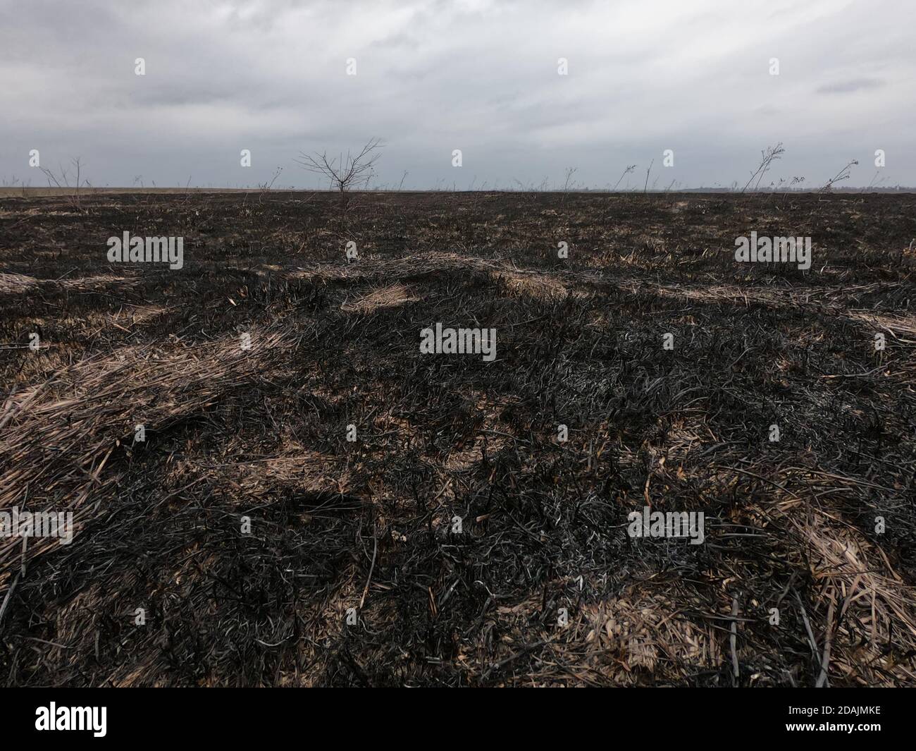 Burnt field. Place of environmental disaster. Moody landscape Stock ...