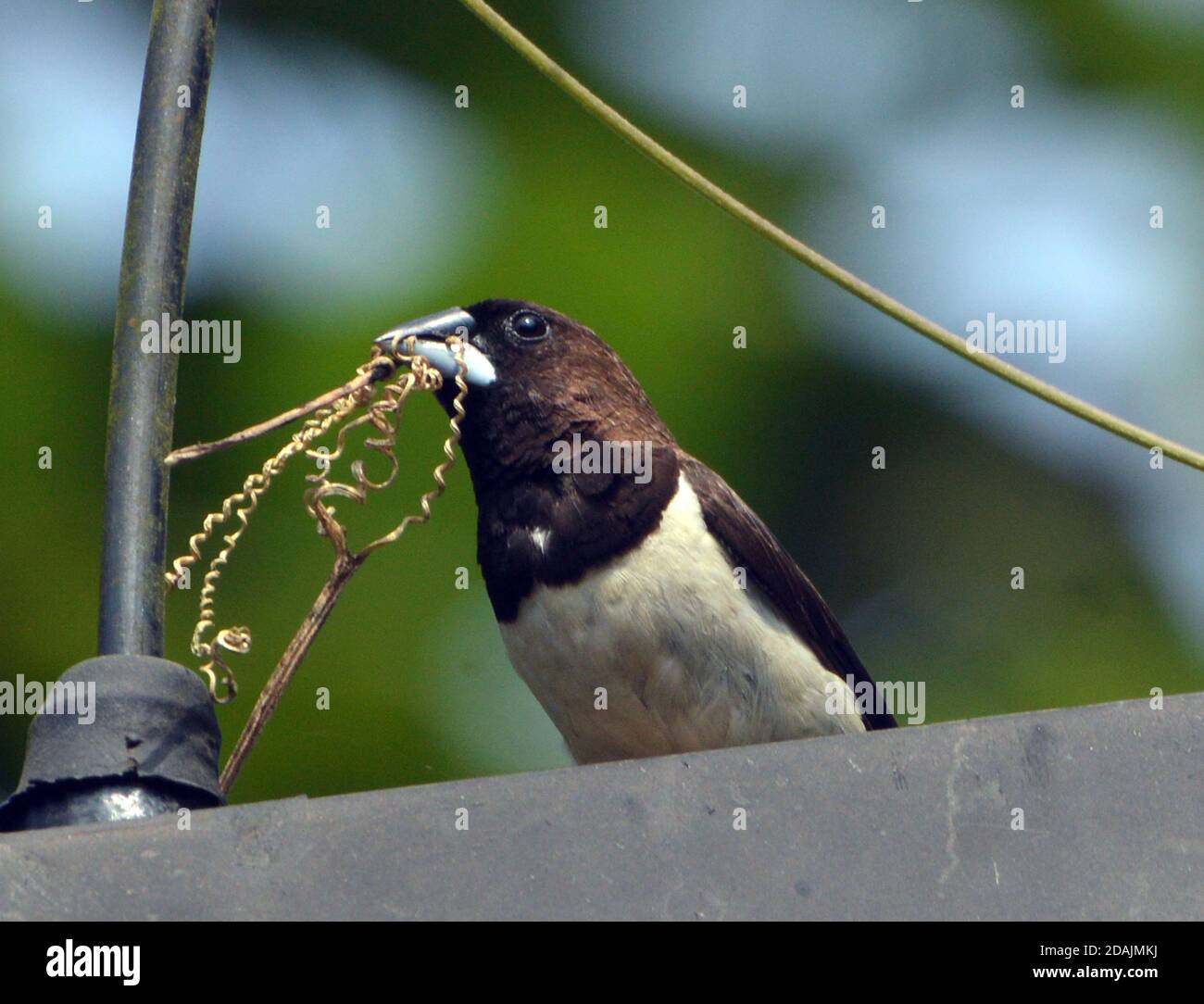 Loncura striata hi-res stock photography and images - Alamy