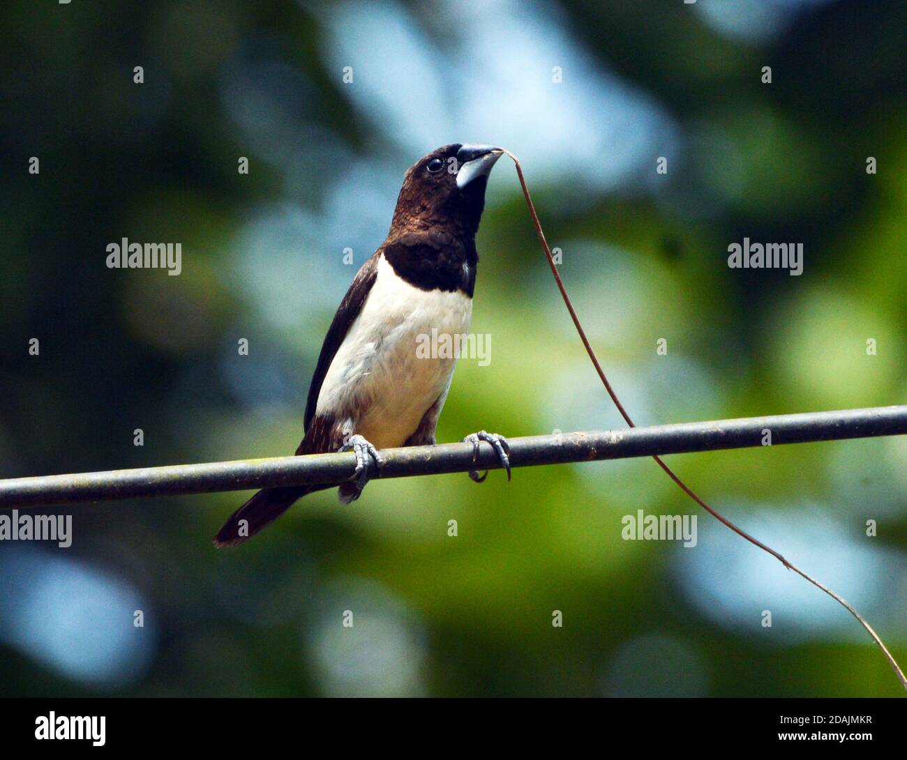 Munia, White rumped Munia Stock Photo - Alamy