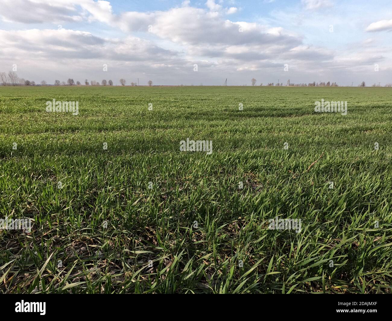 Sprouts young wheat in spring hi-res stock photography and images - Alamy