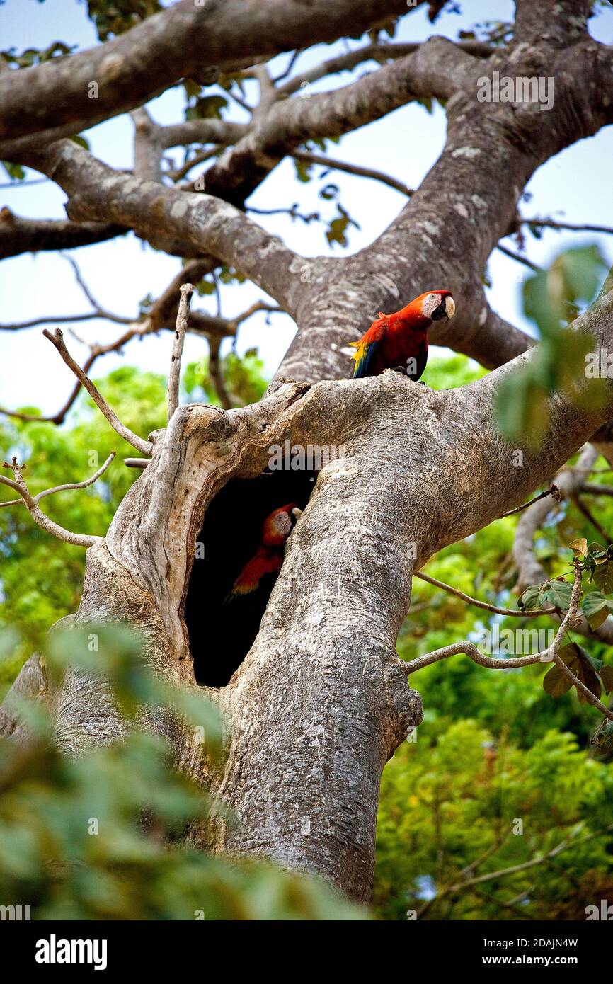 SCARLET MACAW ara macao, PAIR STANDING NEAR NEST, LOS LIANOS IN ...