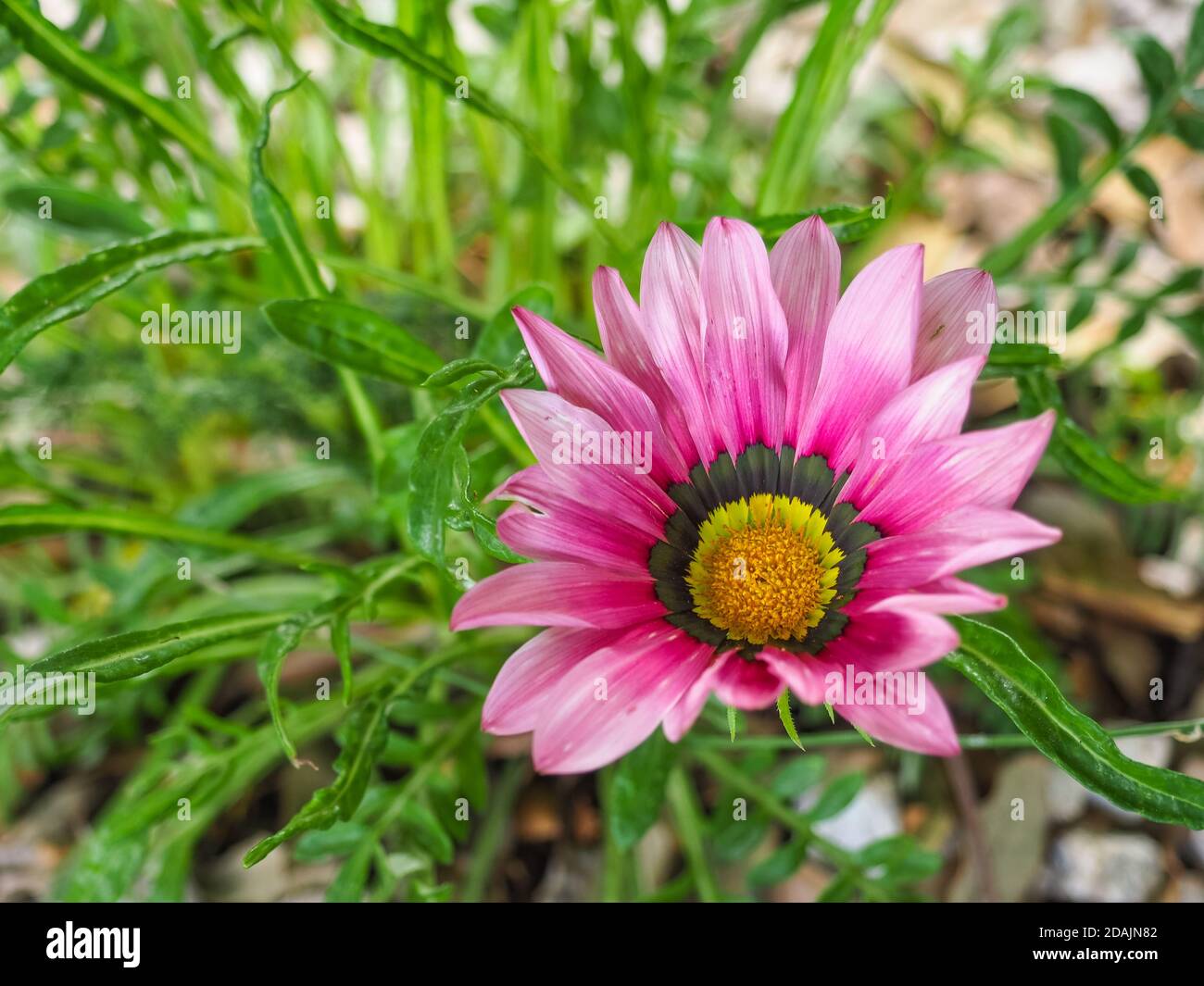 Pink Gazania Rigens or Treasure Talent G. splendens, purple blossom ...