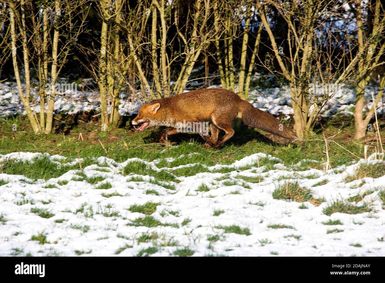 RED FOX vulpes vulpes, ADULT ON SNOW, NORMANDY IN FRANCE Stock Photo ...