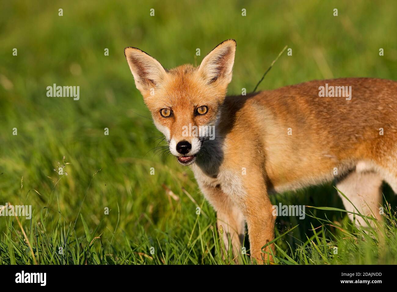 RED FOX vulpes vulpes, ADULT STANDING ON GRASS, NORMANDY IN FRANCE ...
