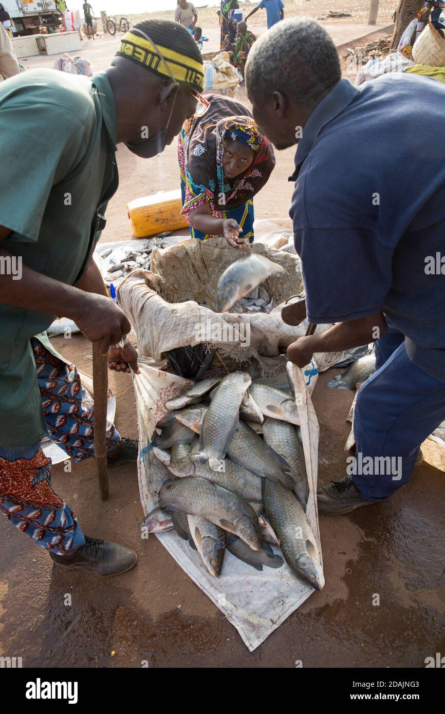 Carriere Fish market, Selingue, Mali, 27th April 2015; traders bringing ...