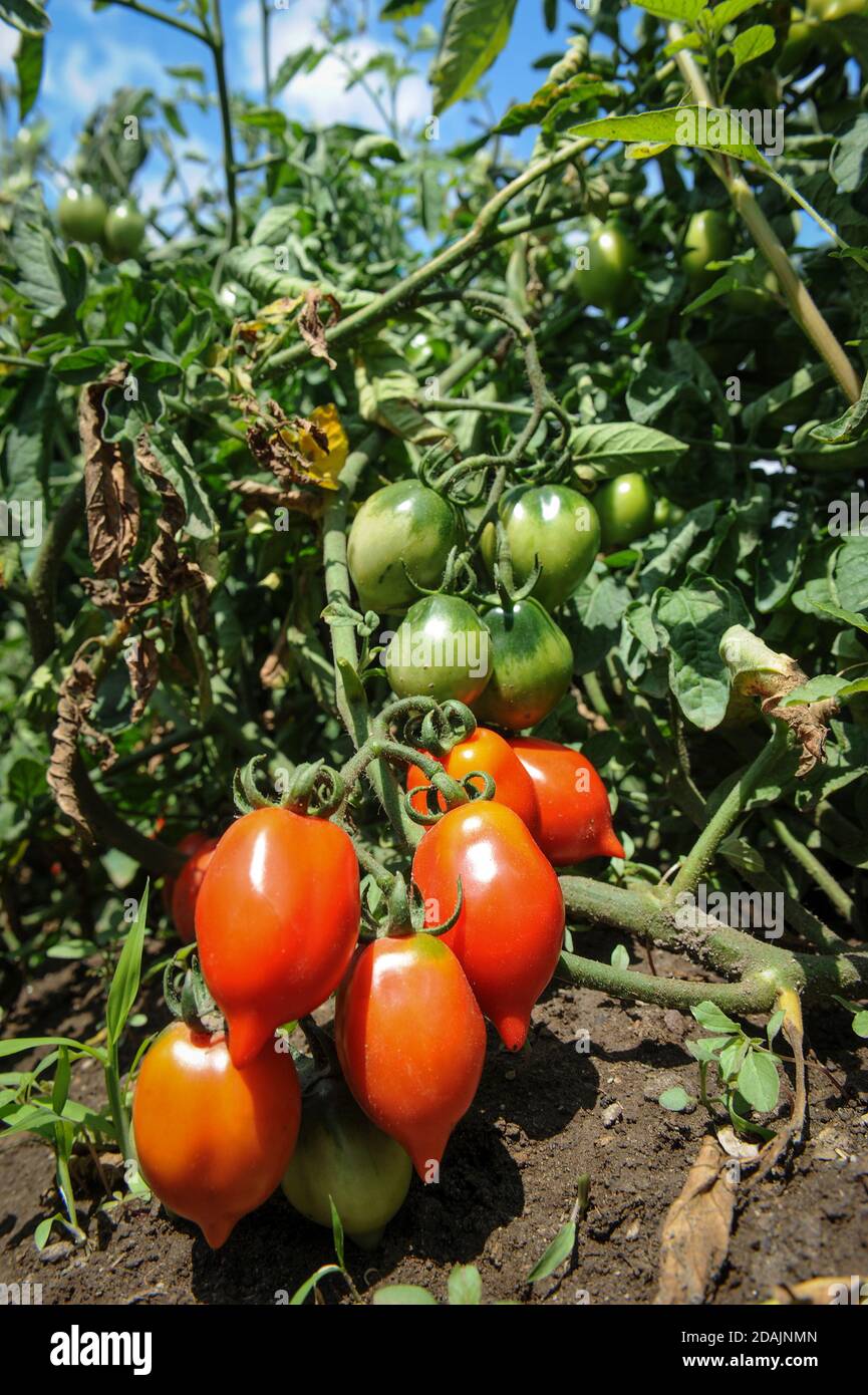 cultivation under the Vesuvius volcano of the ancient Campania tomato ...