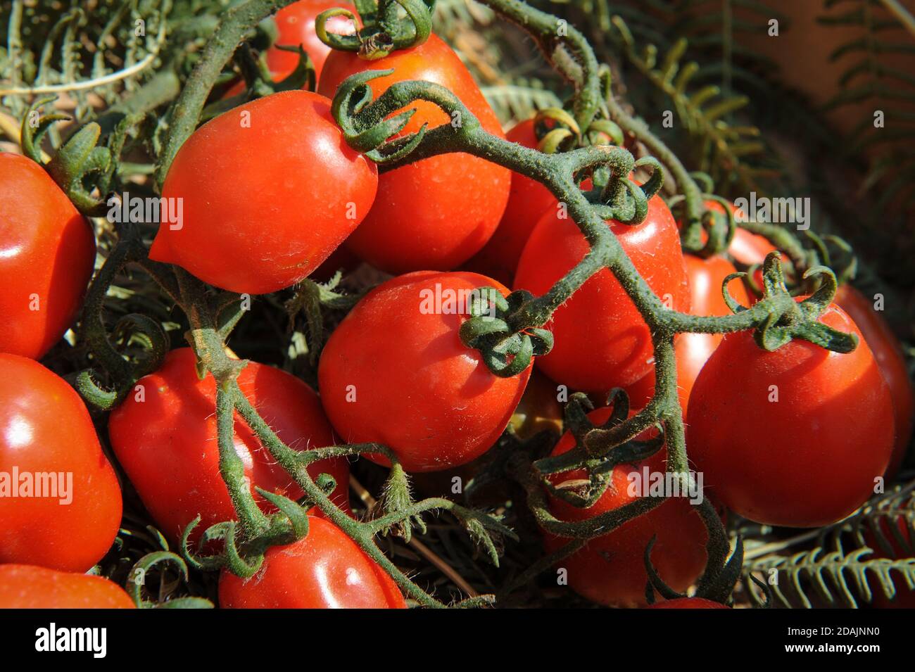 cultivation under the Vesuvius volcano of the ancient Campania tomato ...