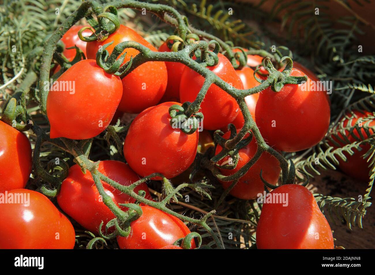 cultivation under the Vesuvius volcano of the ancient Campania tomato ...