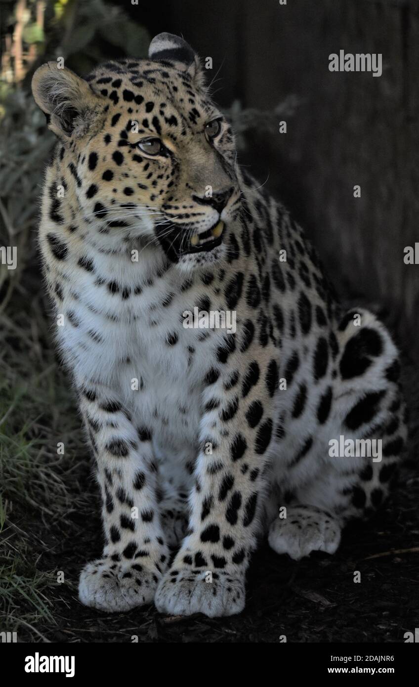"Leopard", "African", "Predator", "Leopard sitting", "wildlife ...