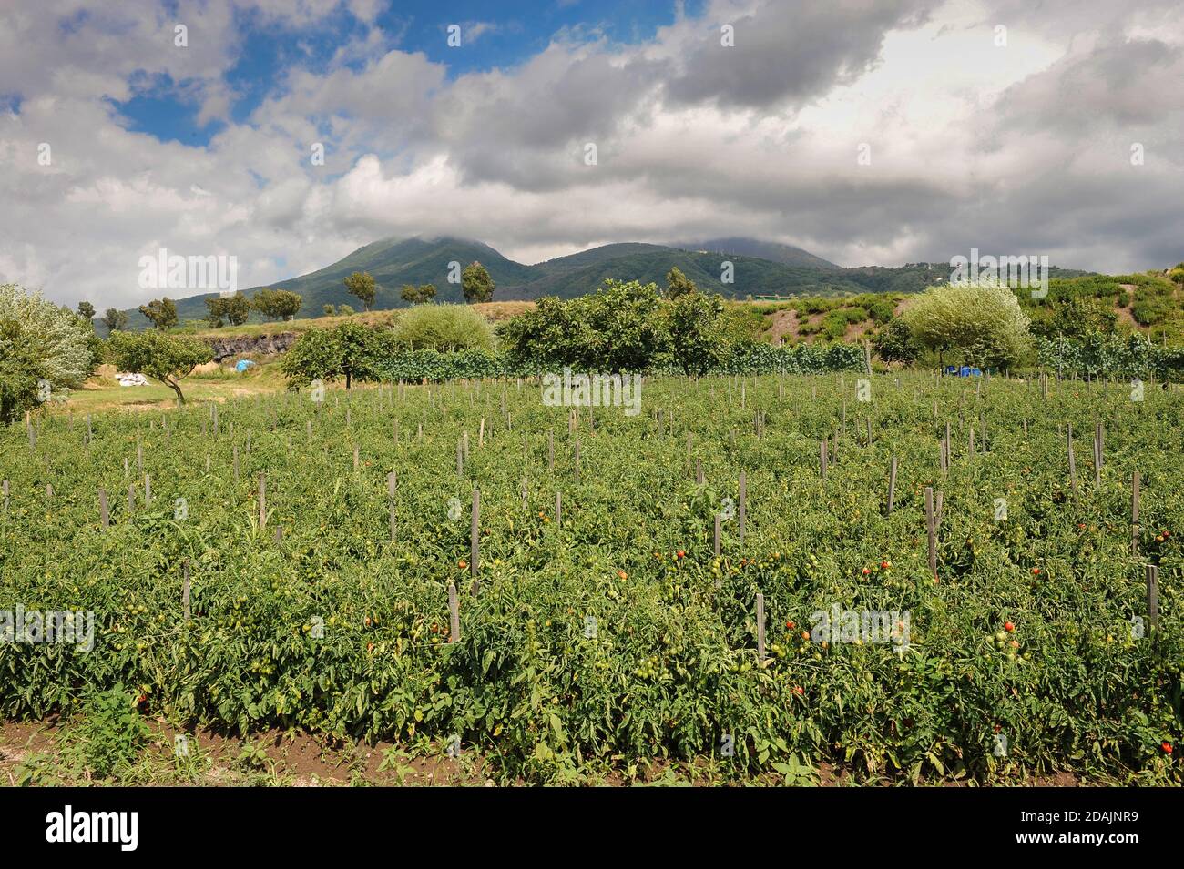 a field under the Vesuvius volcano of the ancient Campania tomato ...