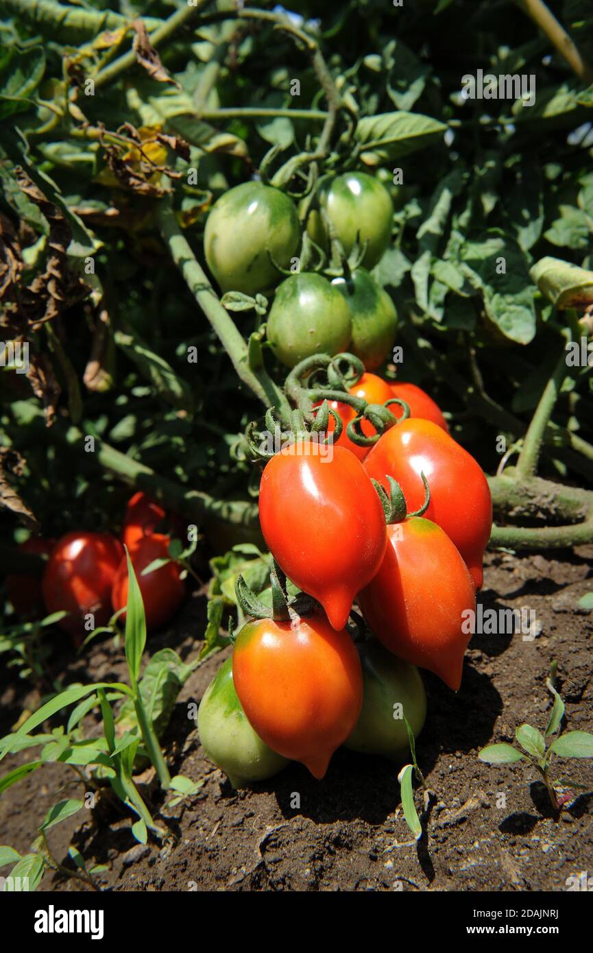 cultivation under the Vesuvius volcano of the ancient Campania tomato ...