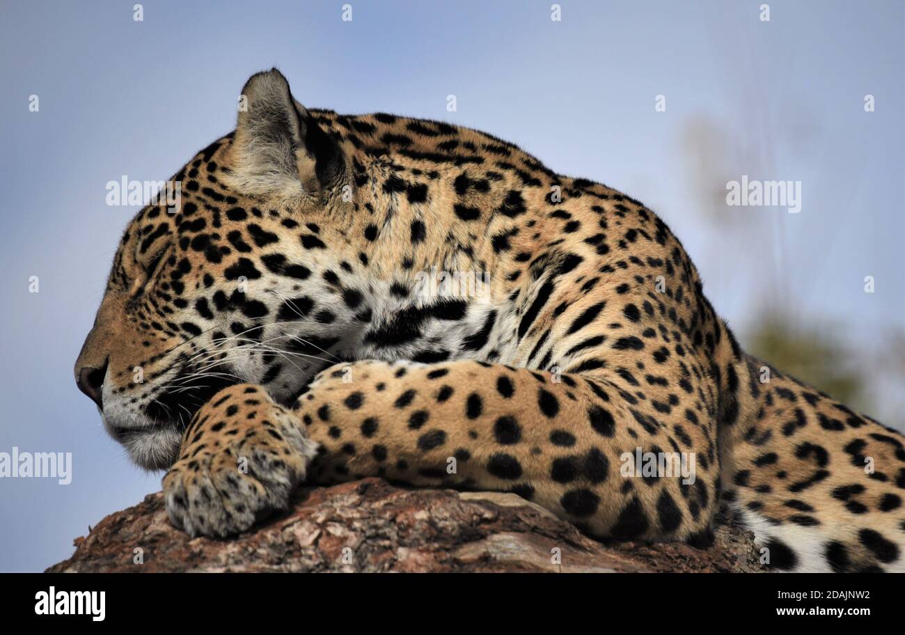 African leopards hi-res stock photography and images - Alamy