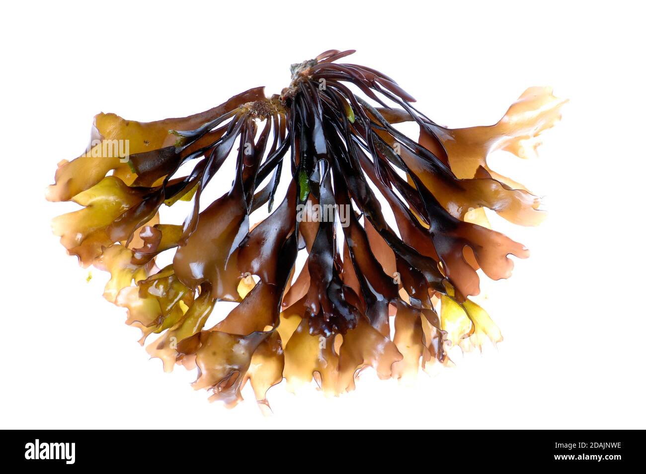 edible seaweed on white background Stock Photo - Alamy