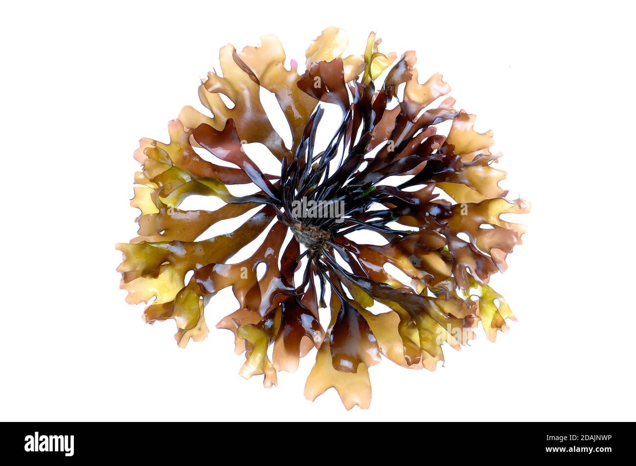 edible seaweed on white background Stock Photo - Alamy