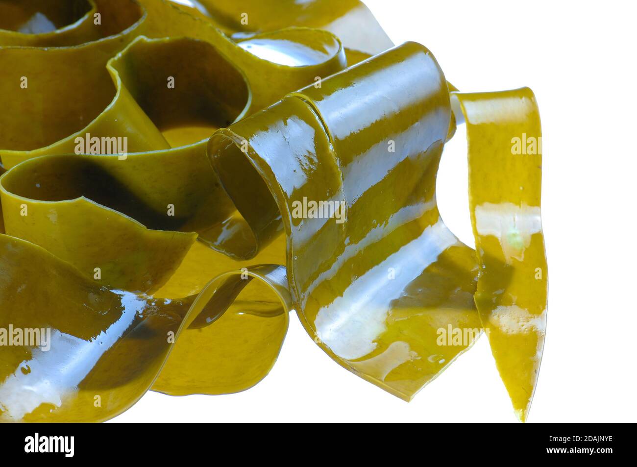 macro of edible seaweed on white background Stock Photo - Alamy