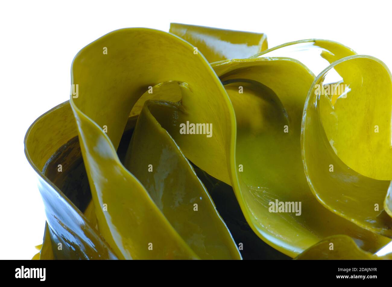 edible seaweed on white background Stock Photo - Alamy
