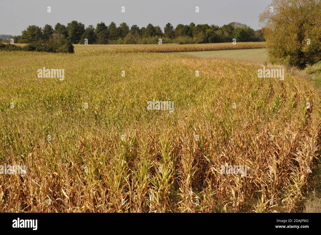 A Corn field in Brittany Stock Photo - Alamy