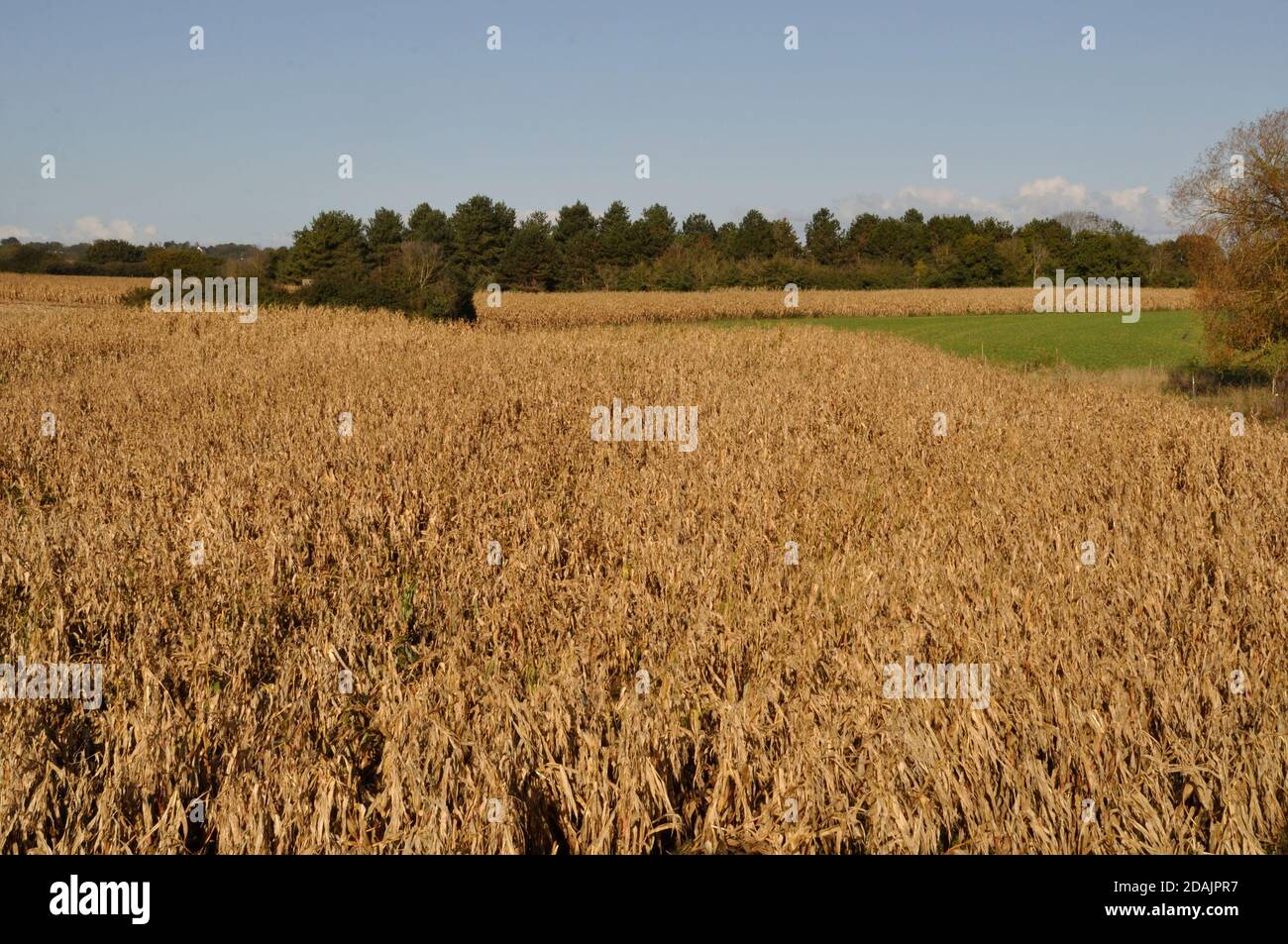 Corn field at fall in Brittany Stock Photo - Alamy