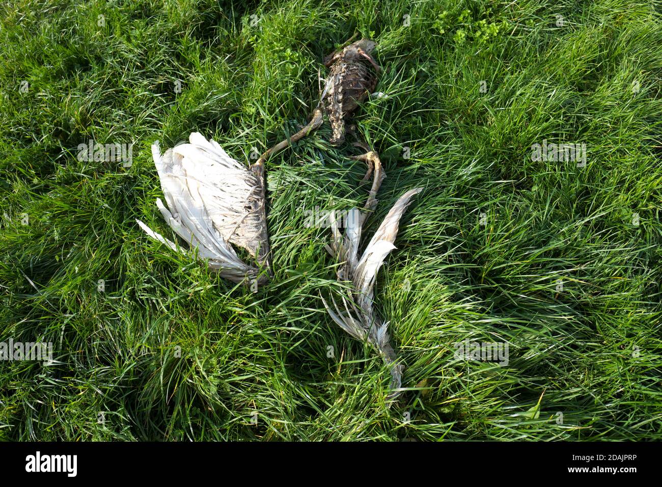 Skeleton and carcass remains of a dead swan in Herefordshire UK Stock ...