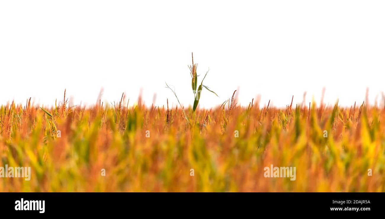 Corn plants isolated on a white background Stock Photo - Alamy