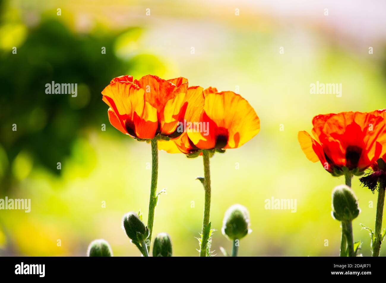 Black white poppies in spring hi-res stock photography and images - Alamy