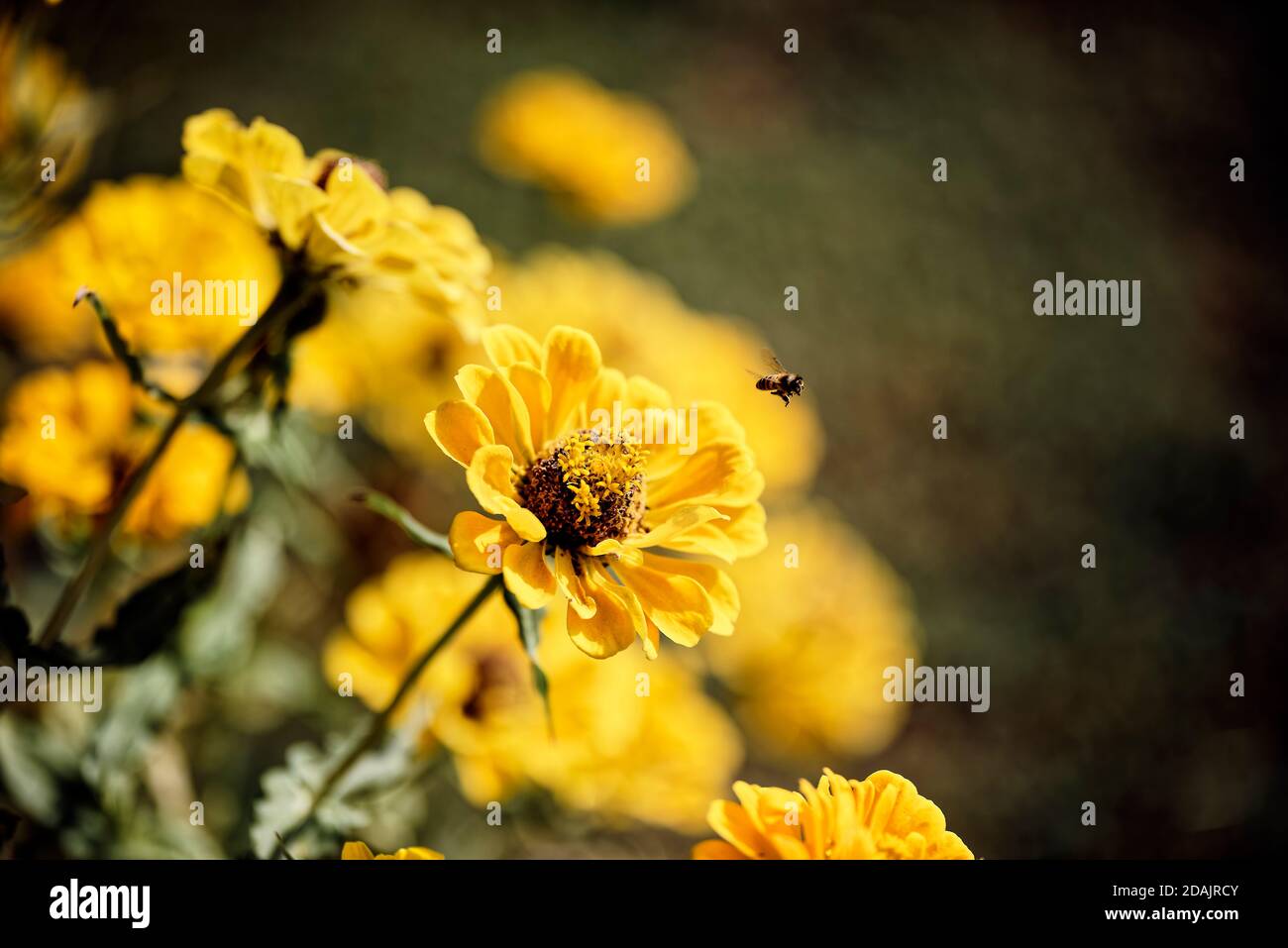 Busy Bee Stock Photo - Alamy