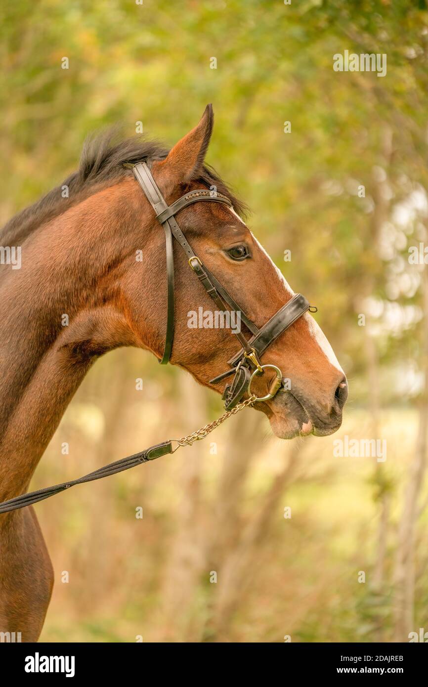 A brown horse head, in side view, in the autumn evening sun Stock Photo ...