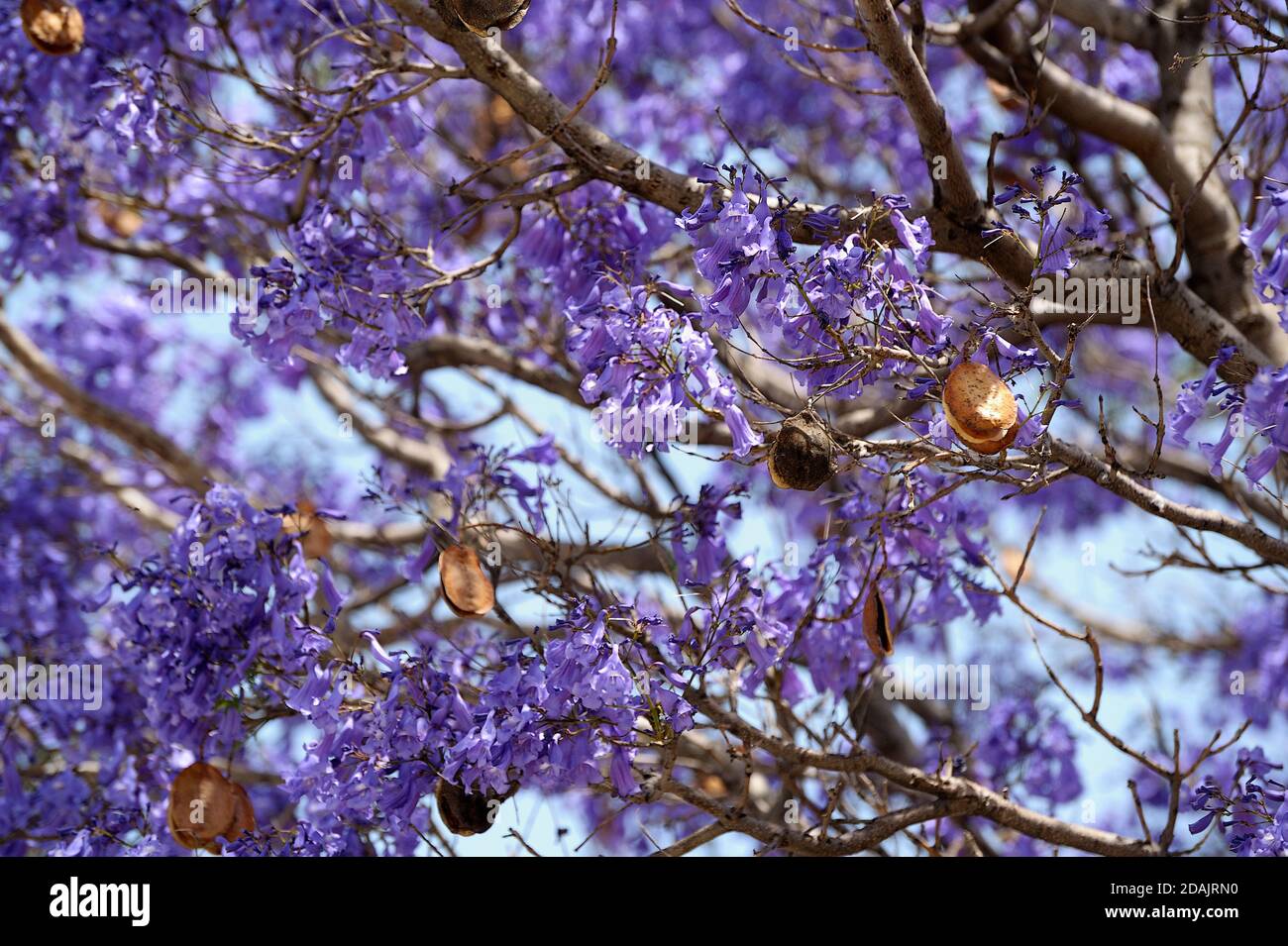 Flowering trees, Cochabamba, Bolivia Stock Photo - Alamy