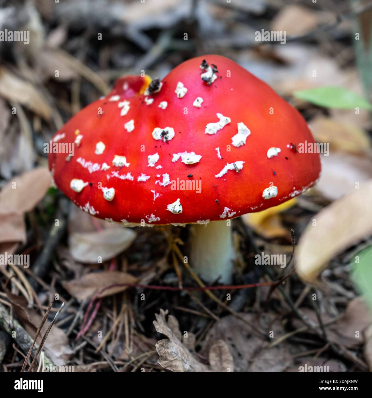 Fly agaric mushroom view. Red fly agaric in forest. Poison fly agaric ...