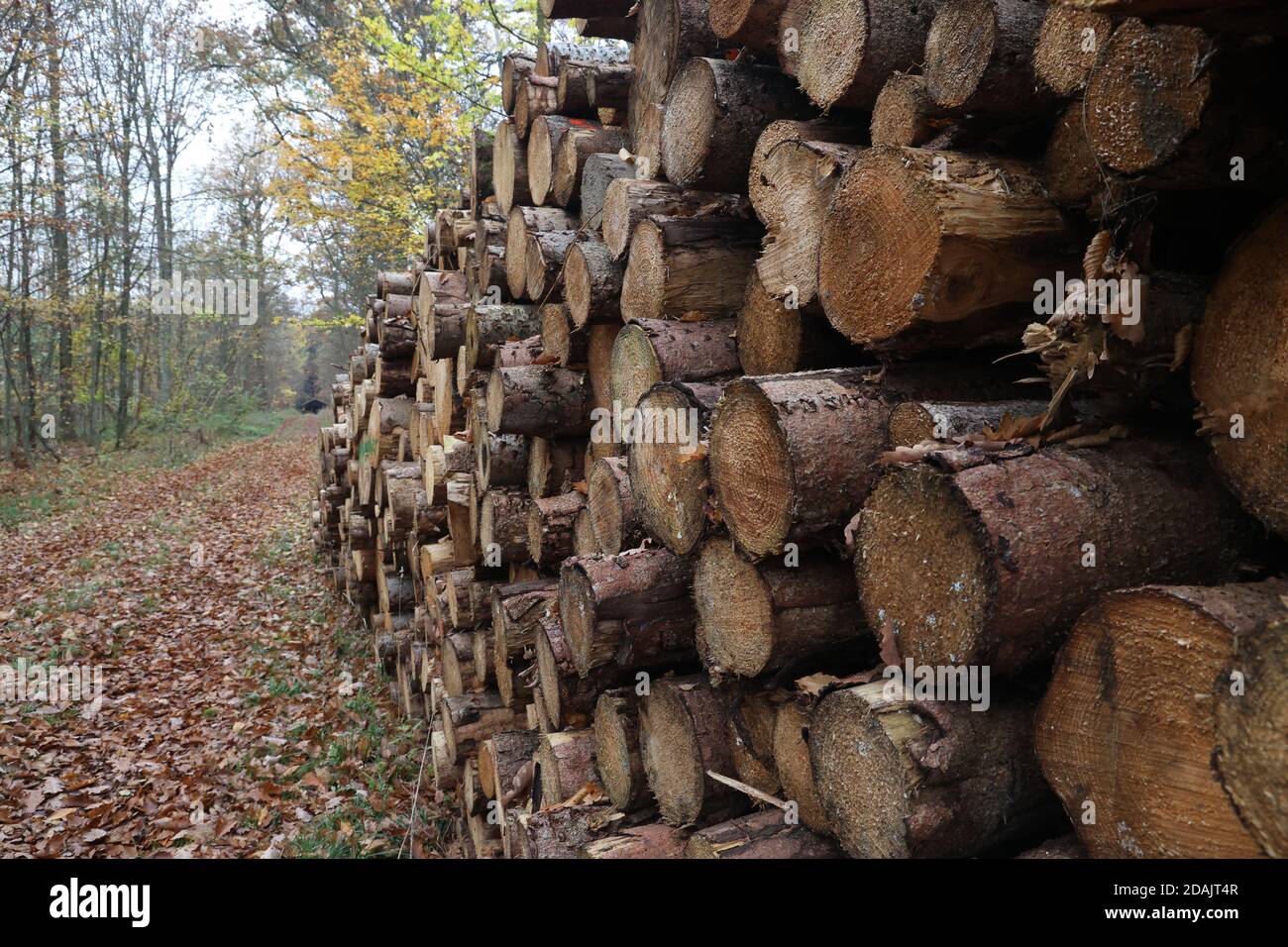 Closeup shot of freshly cut trees in the forest on the side of a forest ...